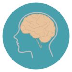ADHS und das Gehirn: Neurobiologische Hintergründe einfach erklärt ...